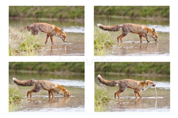 180 River Fox Tail Stock Photos - Free & Royalty-Free Stock Photos from ...