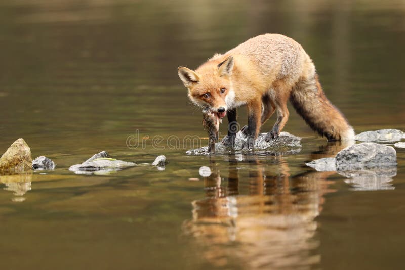 Red Fox in River Eating Little Fish - Vulpes Vulpes Stock Photo - Image ...