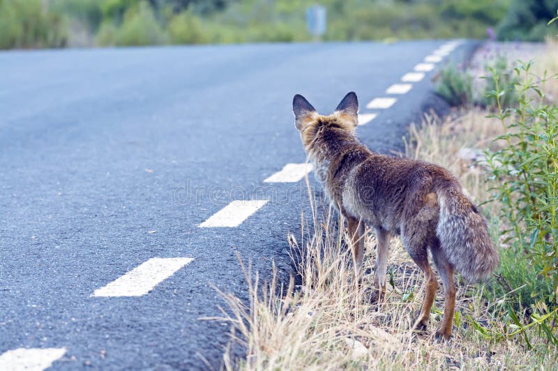 Red Fox, Vulpes Vulpes, Crossing The Road. Wildlife Animal Scene From ...