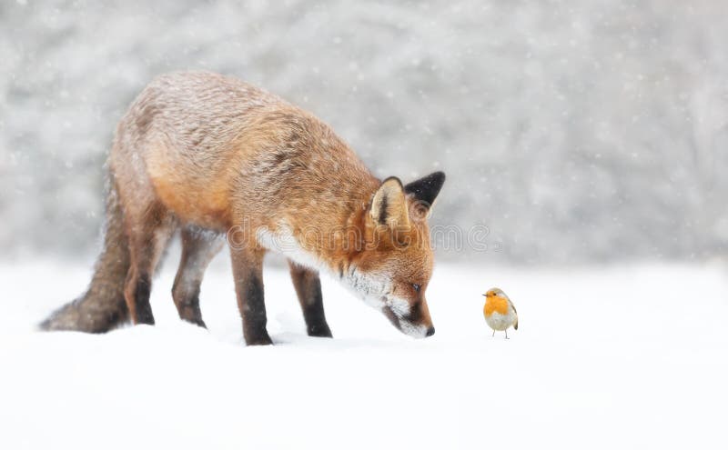 Red Fox with a Robin in the Falling Snow in Winter Stock Image - Image ...