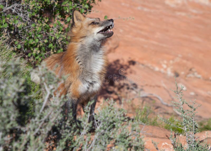 Red Fox in the Desert of Southern Utah Stock Image - Image of mammal ...