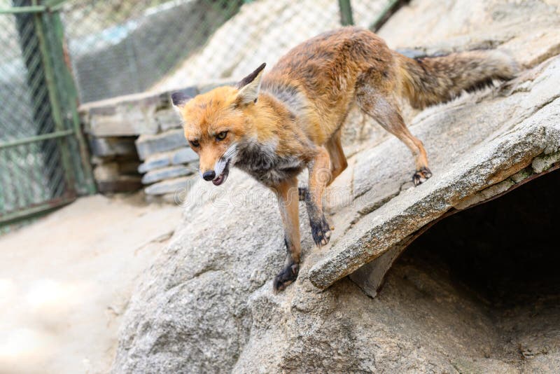 A Red Fox on Rocks in Captivity Stock Photo - Image of crafty, tail ...