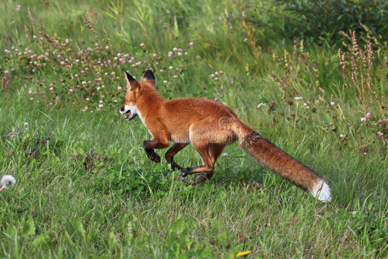 A Red Fox on the Run in a Grassy Area Stock Image - Image of grass ...