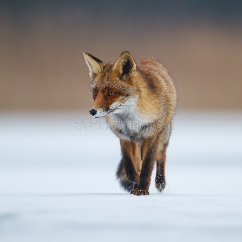 Red fox stock photo. Image of running, cold, mammal, winter - 49689608