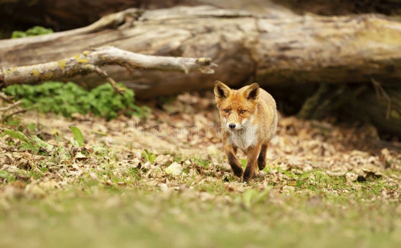 Red Fox Running in a Field in Autumn Stock Image - Image of animal ...
