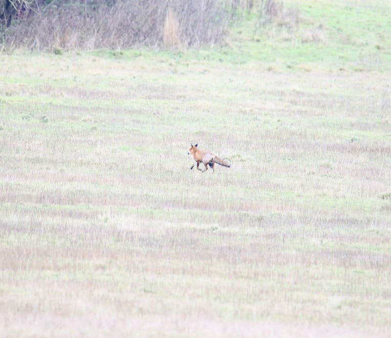 Red Fox Running through a Field Stock Photo - Image of pattern ...
