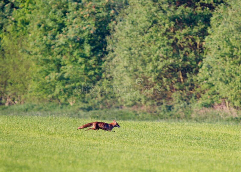 Red fox running in a field stock image. Image of walking - 92943155