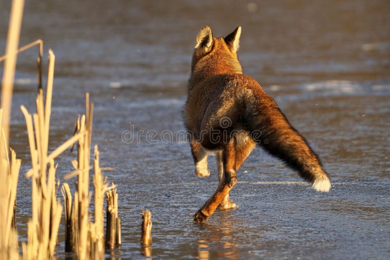Red Fox Running on a Frozen Lake Stock Image - Image of animal, running ...