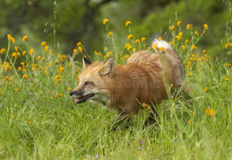 Red Fox Running in Green Grass and Yellow Flowers on Spring Day Stock ...