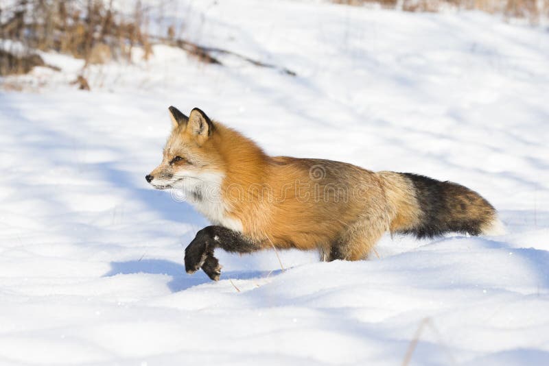 Red Fox Running In The Snow Stock Photo - Image of wild, countryside ...