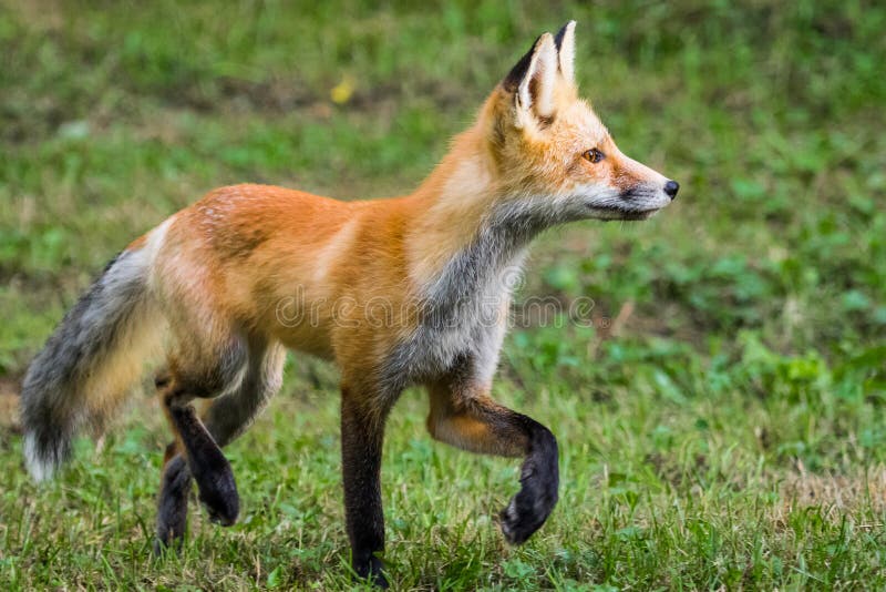 Angry red fox stock image. Image of vulpes, nature, grass - 74878001