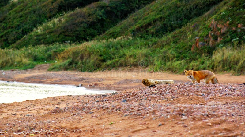 Red fox on the sandy shore stock image. Image of preyn - 170542449