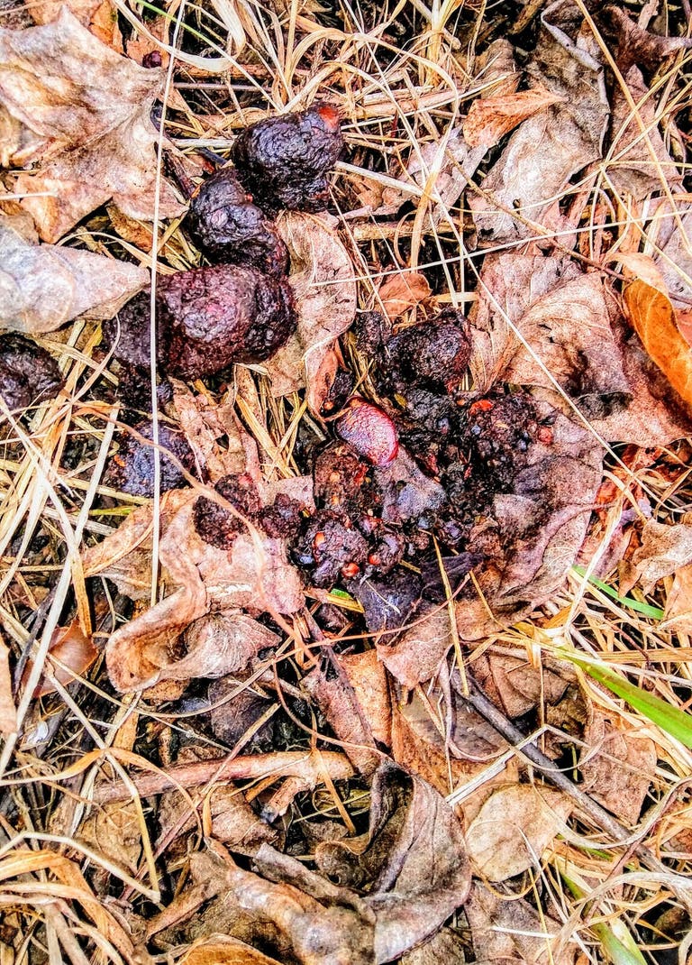 869 Scat Gifs Stock Photos - Free & Royalty-Free Stock Photos from ...