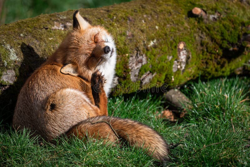 Red Fox Scratching in the Forest Stock Image - Image of foxy, hunter ...