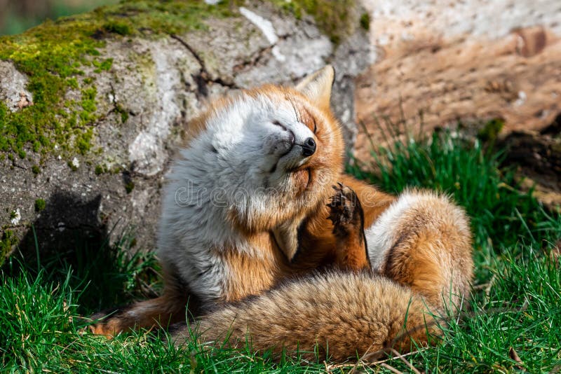 Red Fox Scratching in the Forest Stock Image - Image of mammal, cute ...