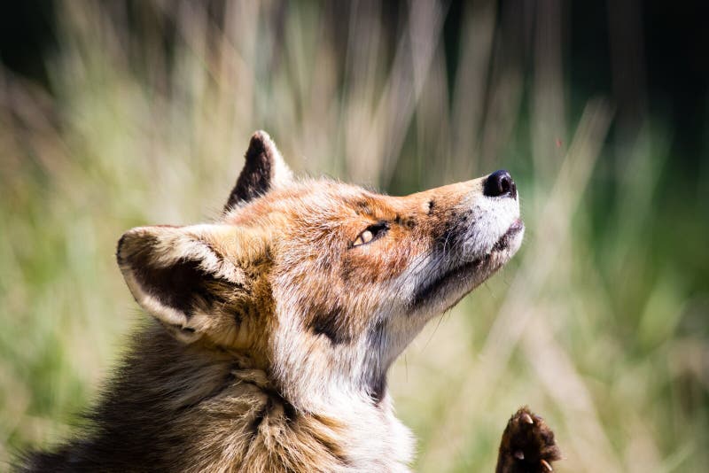 Red fox scratching an itch stock photo. Image of waterleidingduinen ...