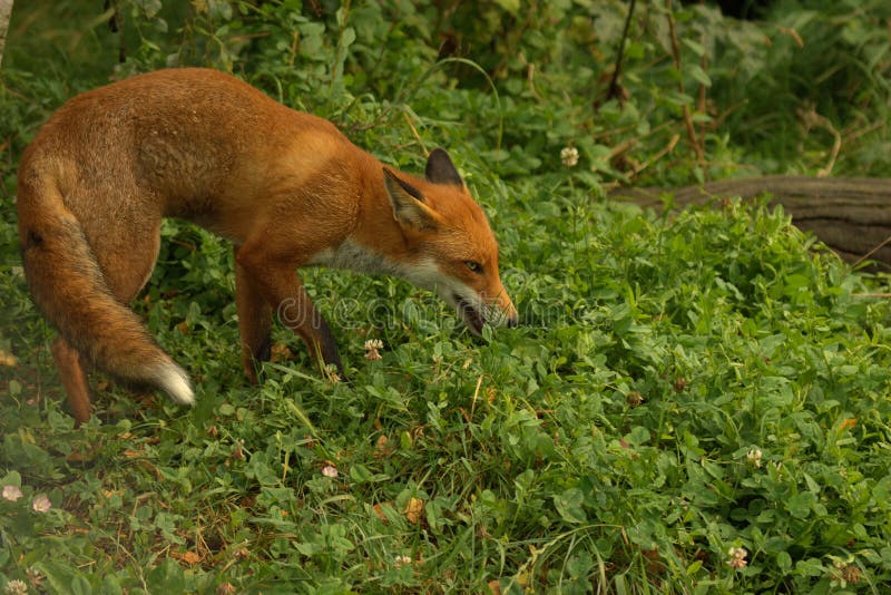 1,275 Fox Searching Stock Photos - Free & Royalty-Free Stock Photos ...