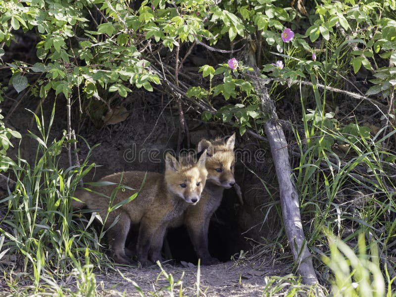 Red Fox Siblings Look Like they are Close Stock Photo - Image of look ...