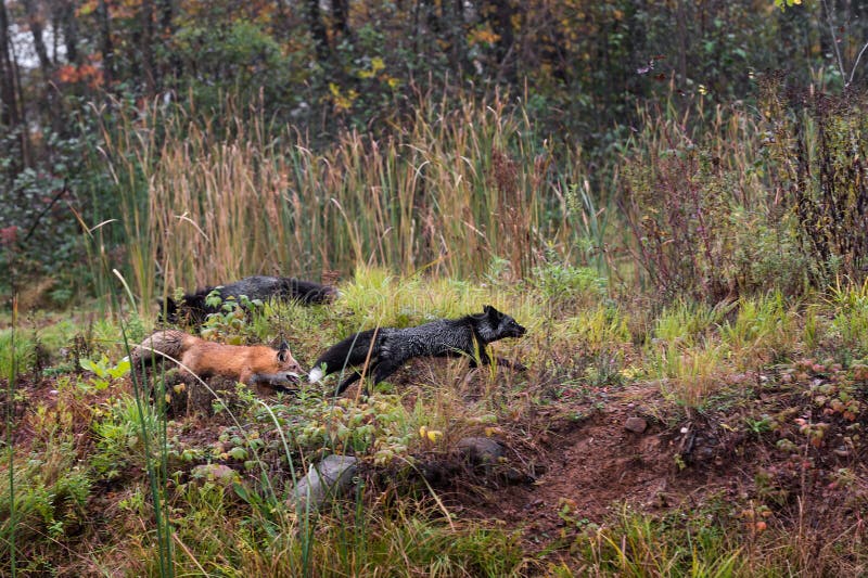 Red Fox and Silver Fox (Vulpes Vulpes) Chase Stock Photo - Image of ...
