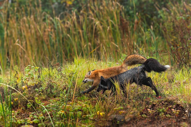 Red Fox and Silver Fox (Vulpes Vulpes) Run Left Stock Image - Image of ...