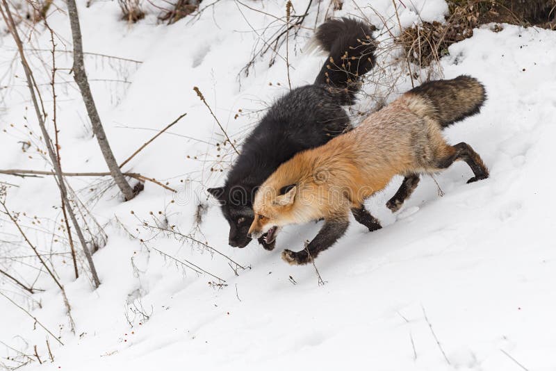 Red Fox and Silver Fox Vulpes Vulpes Run Down Embankment Winter Stock ...