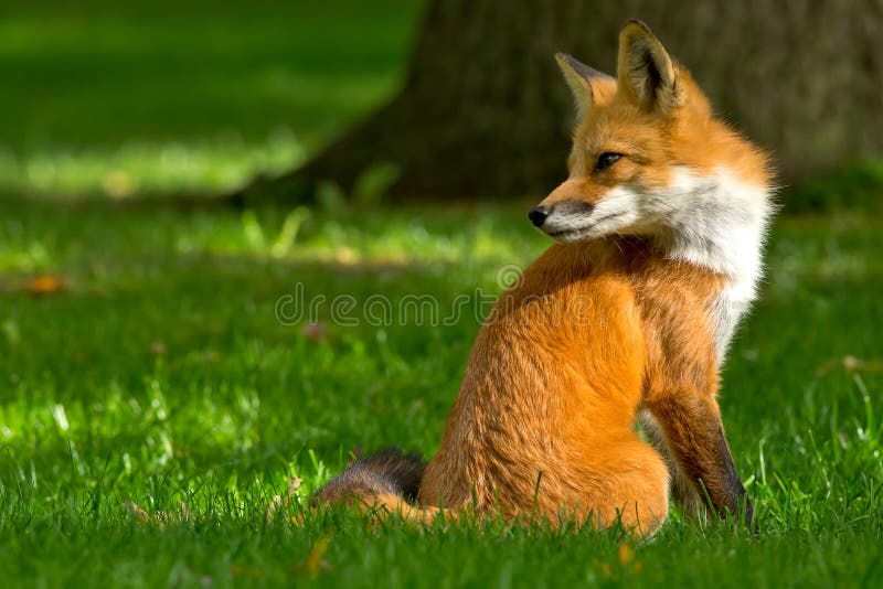 Side View of Red Fox, 1 Year Old, Sitting Stock Photo - Image of vulpes ...