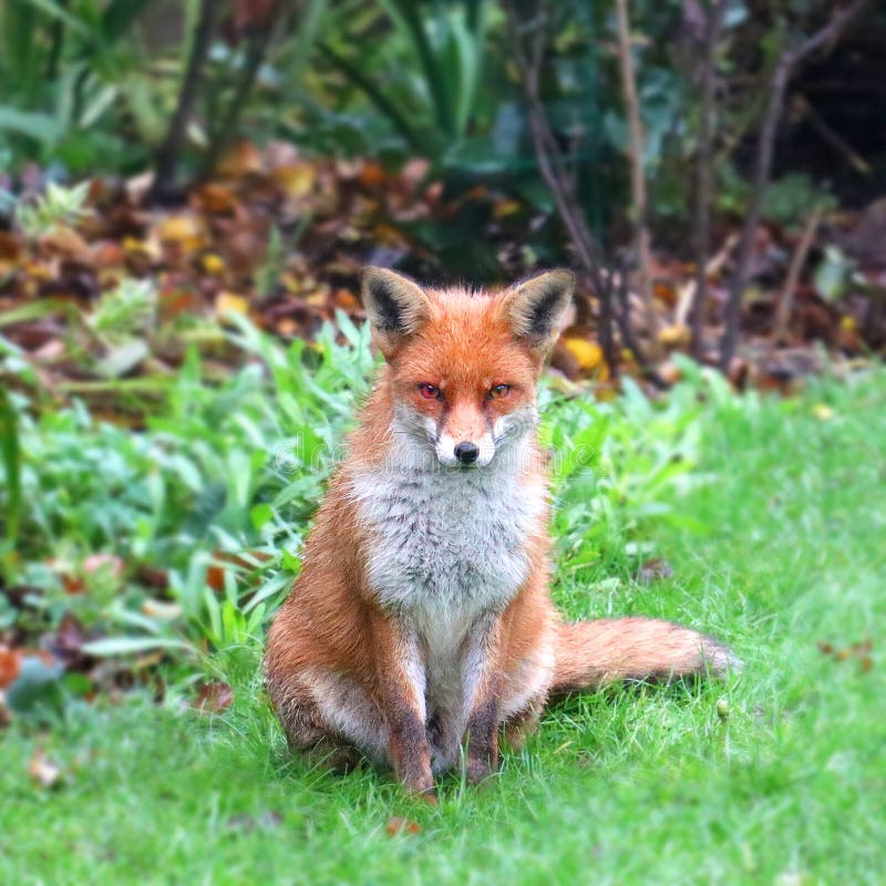 Red fox in garden stock photo. Image of england, animal - 237527096