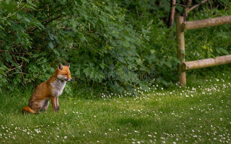 A Red Fox Sitting on Grass with Plants Behind Stock Photo - Image of ...