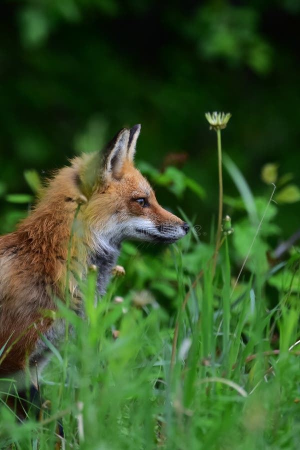 Red fox stock photo. Image of mammal, wild, nature, predator - 56039086