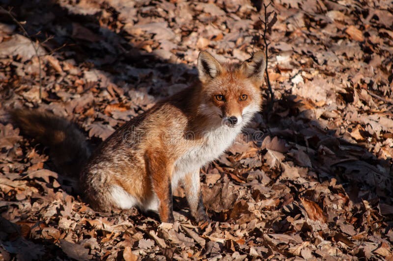 Red Fox Sitting on the Ground Stock Image - Image of curious, animal ...