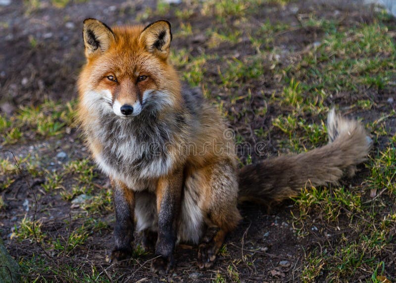Red Fox Sitting on the Ground Stock Photo - Image of redfox, mammal ...