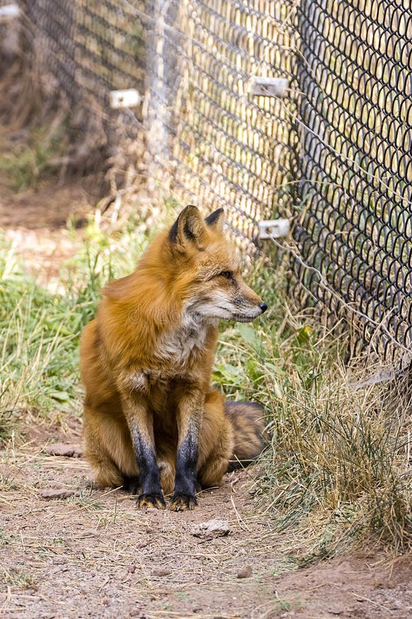 Red Fox Looking through a Chain Link Fence Stock Image - Image of ...