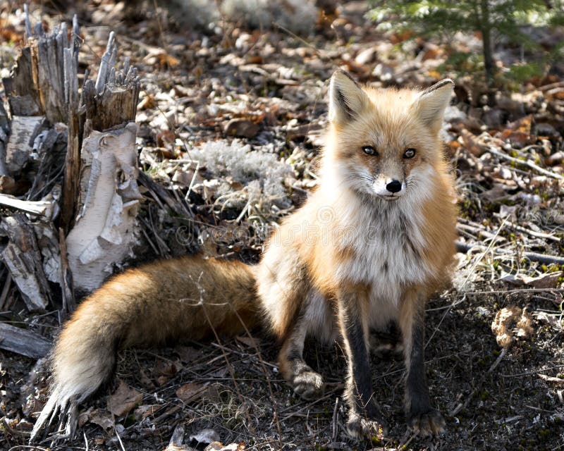 Red Fox Photo Stock. Fox Image. Sitting with a Moss and Brown Leaves ...