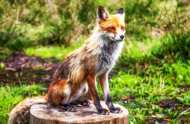 Red Fox sitting and posing stock photo. Image of carnivore - 256344622