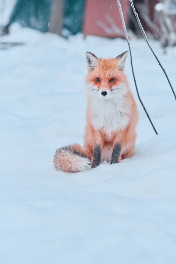 Red fox sitting in snow stock image. Image of winter - 164072941