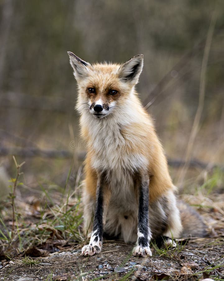 Fox Marks Stock Photos - Free & Royalty-Free Stock Photos from Dreamstime