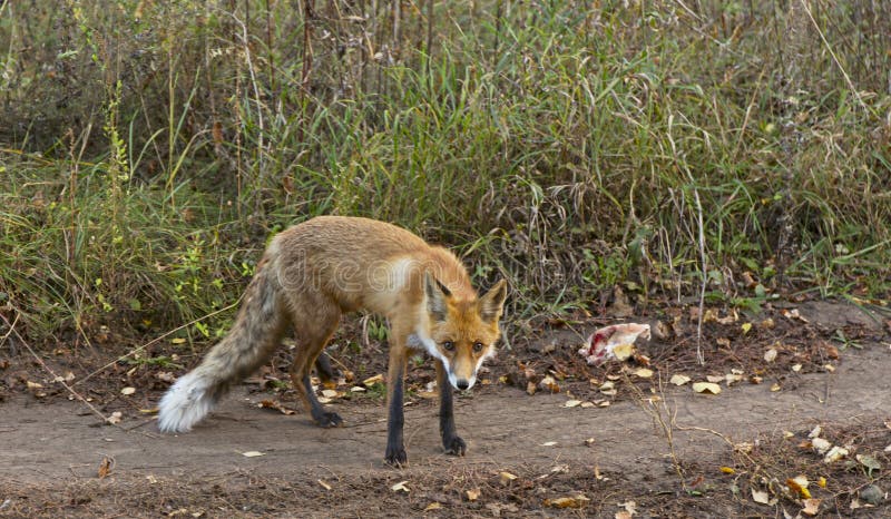 Red fox sitting. stock image. Image of enthusiast, outdoors - 65132257