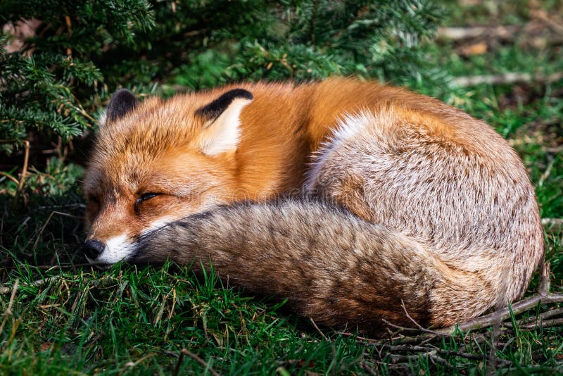 Red Fox Sleeping in the Forest Stock Photo - Image of hunt, japan ...