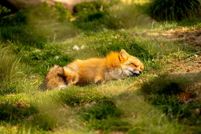 Red Fox Sleeping on Green Grass Under the Sun Stock Photo - Image of ...