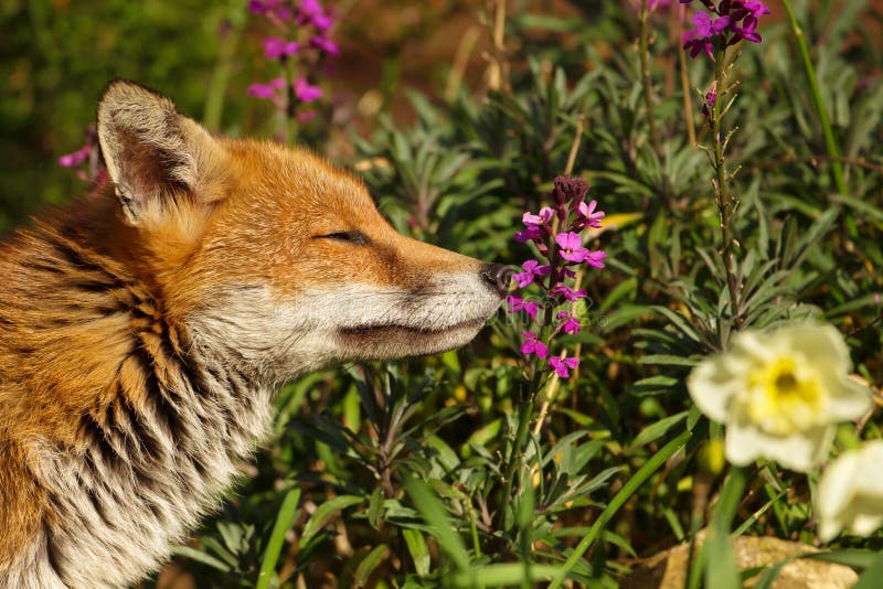 Red Fox, Vulpes Vulpes, Cub Smelling Tree Trunk, Normandy Stock Image ...