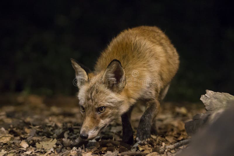 Red Fox Smelling the Forest Floor Stock Image - Image of adult, face ...