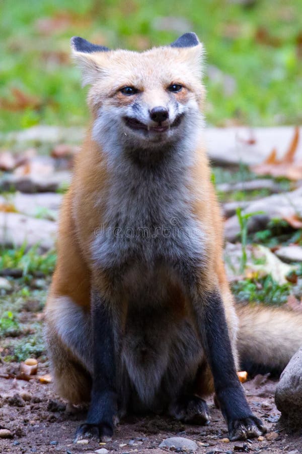 Red Fox smile stock photo. Image of snarl, fluffy, backward - 50153966