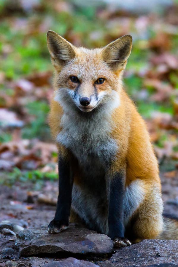 Red Fox snarl stock image. Image of seated, fuzzy, snarl - 50153957