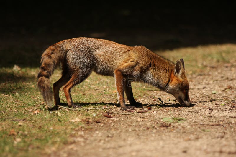 Red Fox stock image. Image of wildlife, cunning, hunter - 144299