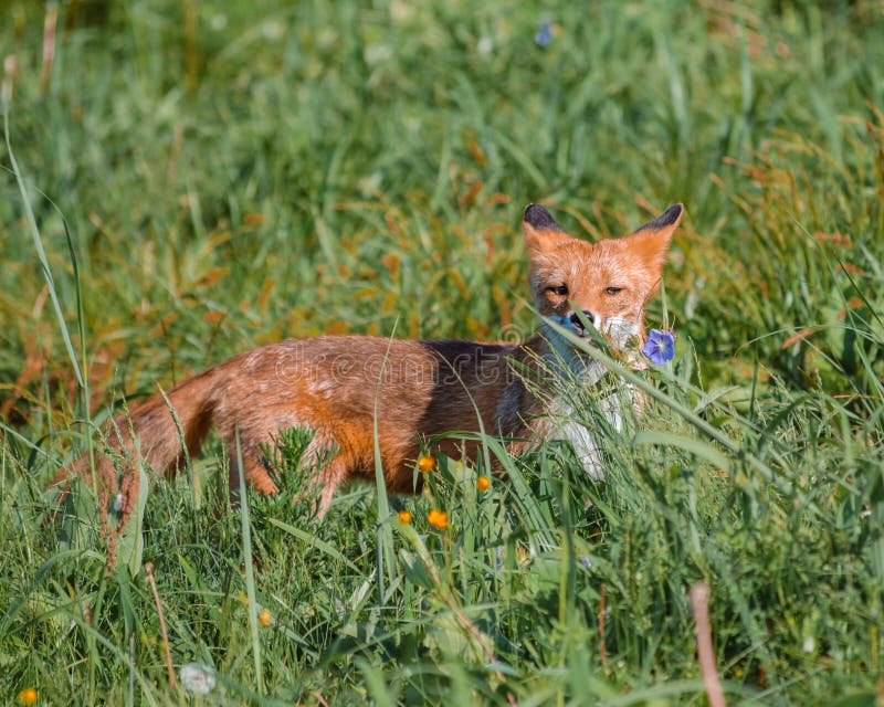 Red Fox Sniffs Flower in Summer Field Stock Image - Image of mammal ...