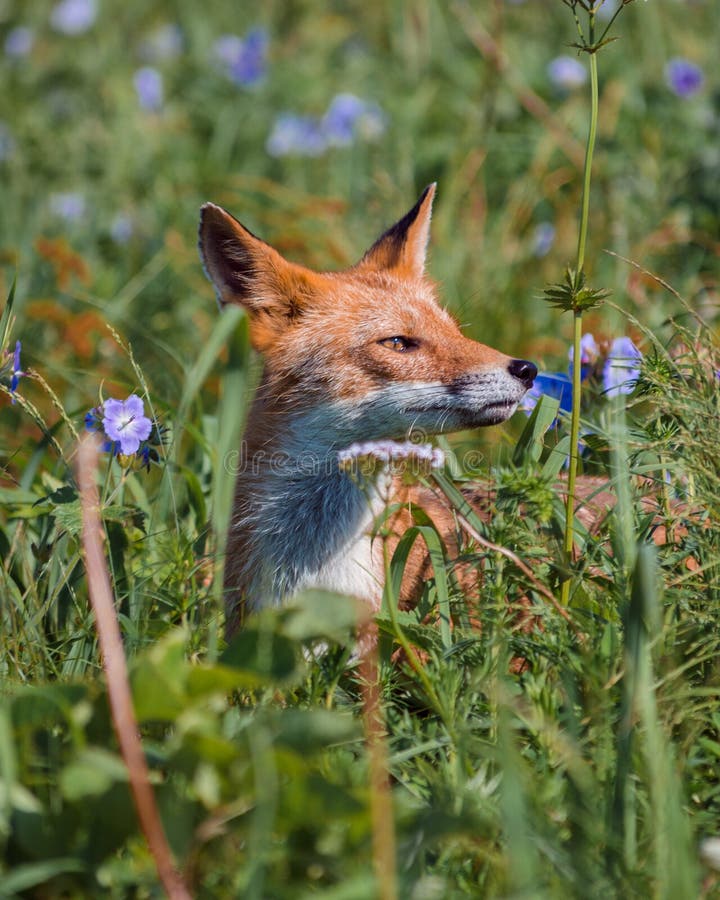 Red Fox Sniffs Flower in Summer Field Stock Photo - Image of portrait ...
