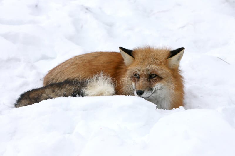 Red Fox stock photo. Image of fauna, animals, nose, snow - 1769616