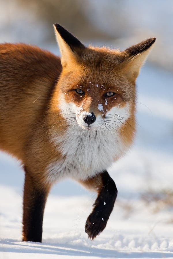 Red Fox in the snow stock photo. Image of devious, snow - 29049190