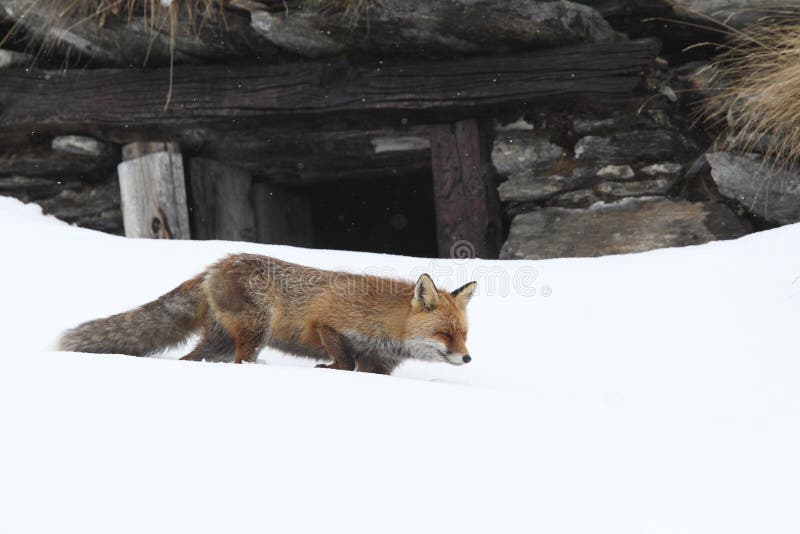 Red fox stock image. Image of little, peak, italian, male - 86763603