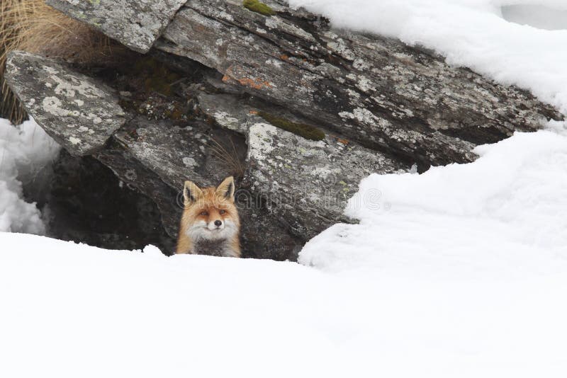 Red fox stock image. Image of italian, park, flight, bald - 86763663